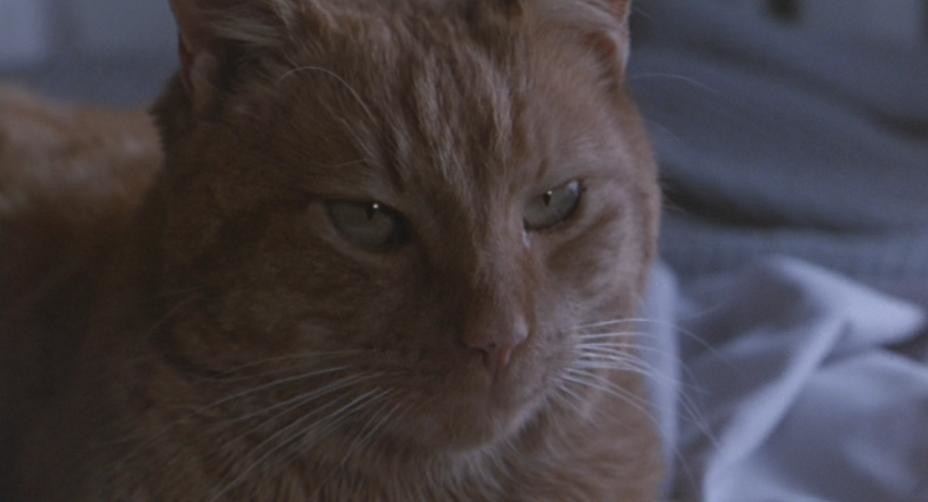 Famous animals in science fiction and fantasy – SFFdirect