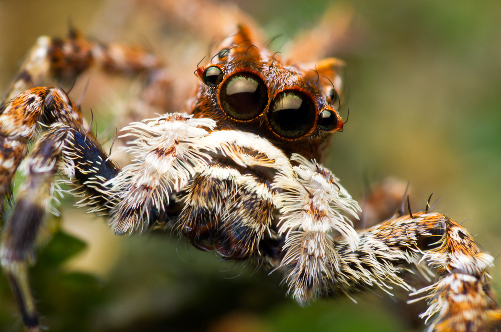 Most memorable sentient races in science fiction and fantasy – SFFdirect